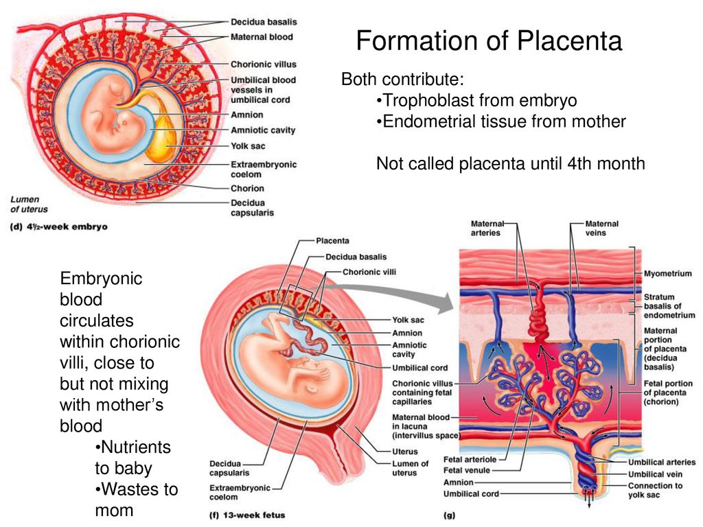 Placenta Maternal Side